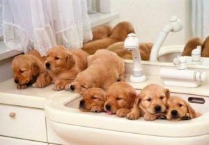 Köpek Bakımı Nasıl Olmalıdır? » Bilgiustam