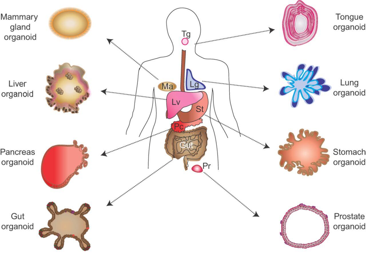 Organoid Teknolojisi Hakkında Önemli Bilgiler » Bilgiustam