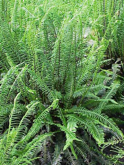 Açık Tohumlu Bitkiler (Gymnospermler) » Bilgiustam