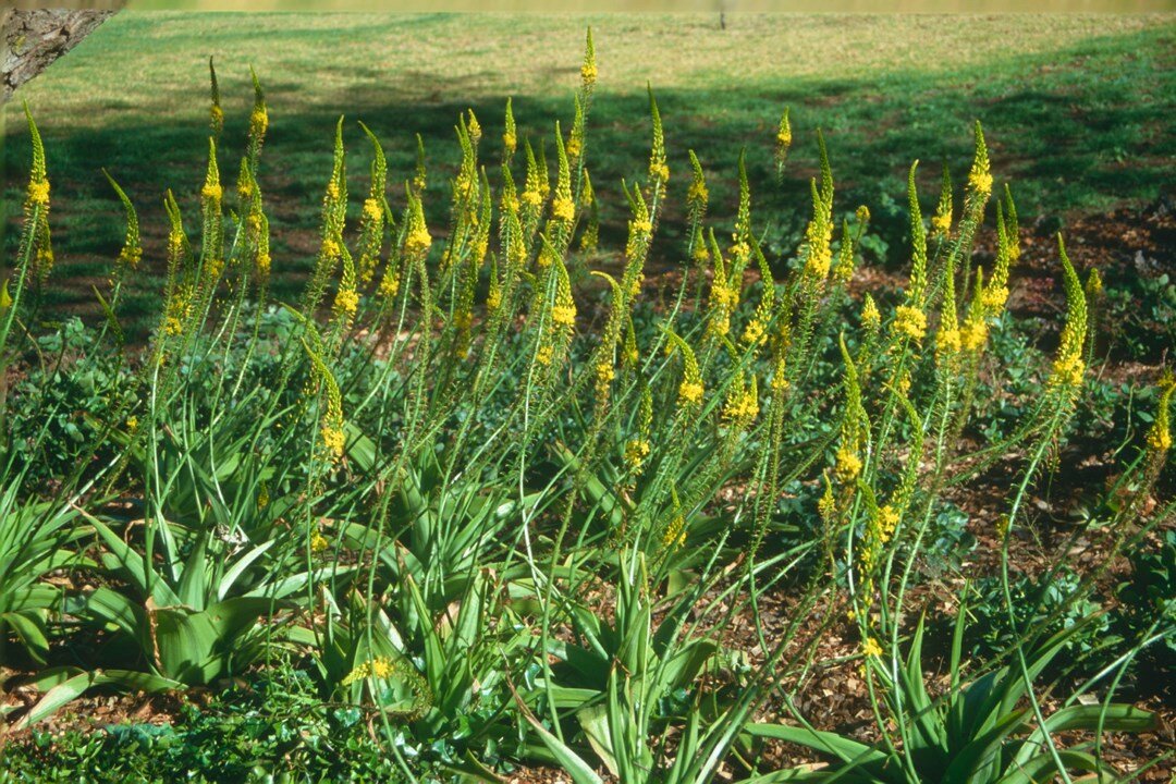Bulbine Natalensis Nedir, Bileşenleri ve Faydaları Nelerdir? » Bilgiustam