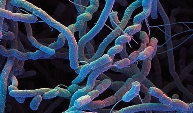Muhteşem Bir Molekül: Geosmin » Bilgiustam