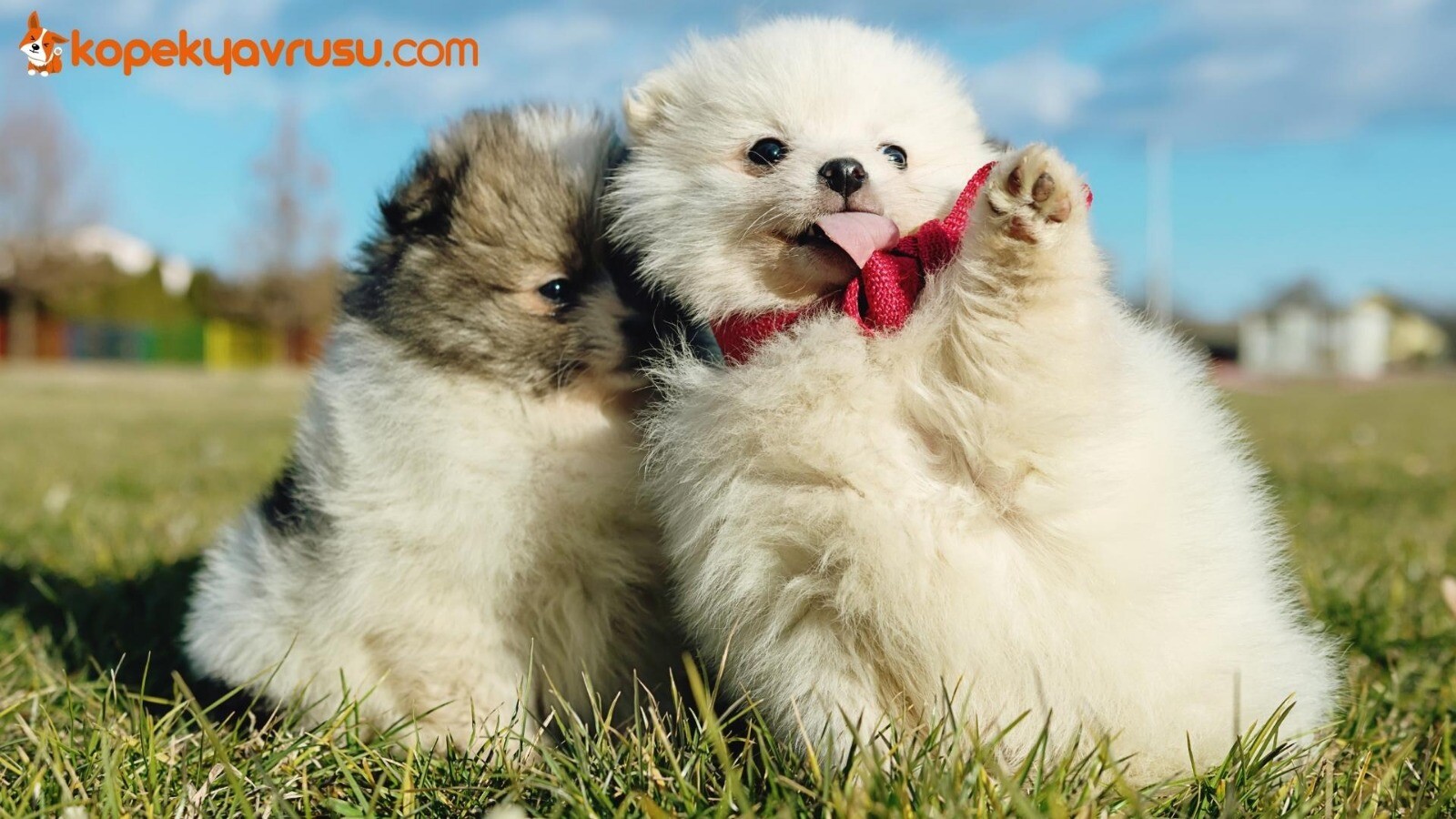 Süs Köpeği Cinsleri » Bilgiustam