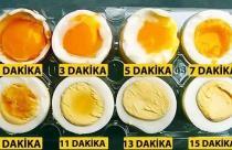 Gamet Nedir? » Bilgiustam