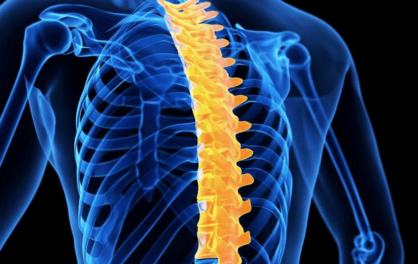Torakal Vertebra Nedir? » Bilgiustam